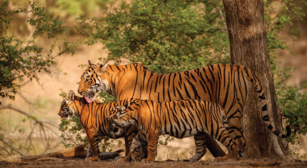 Ranthambore National Park: 4 Fascinating Facts about