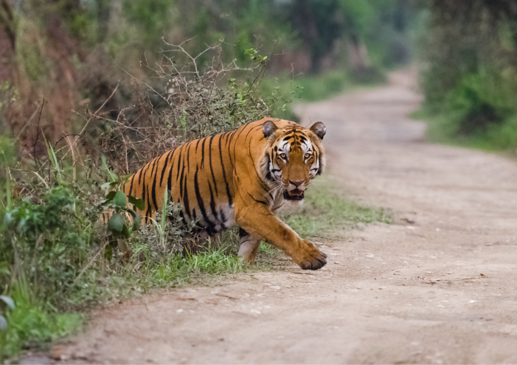 Facts & Figures in Ranthambore National Park - Ranthambore Bookings Blog